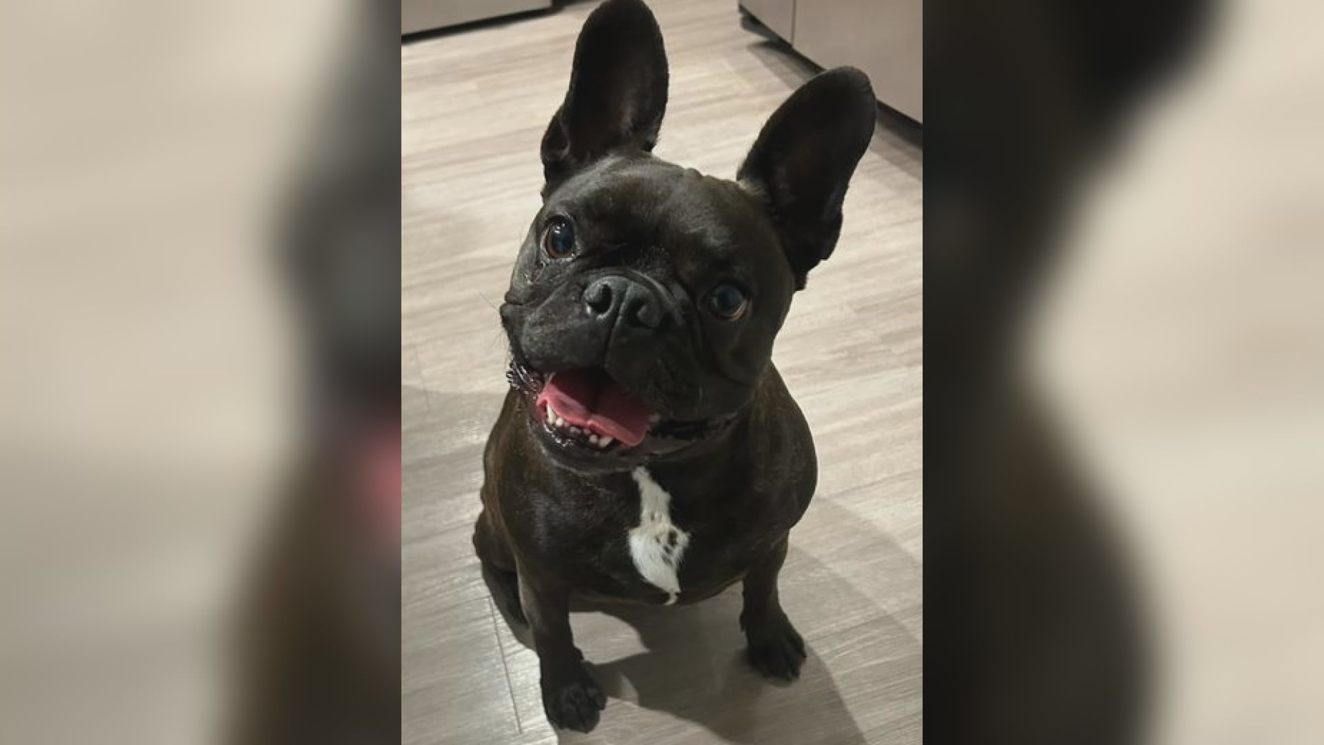 Charlotte woman claims alleged dog thief is holding her dog ransom ...