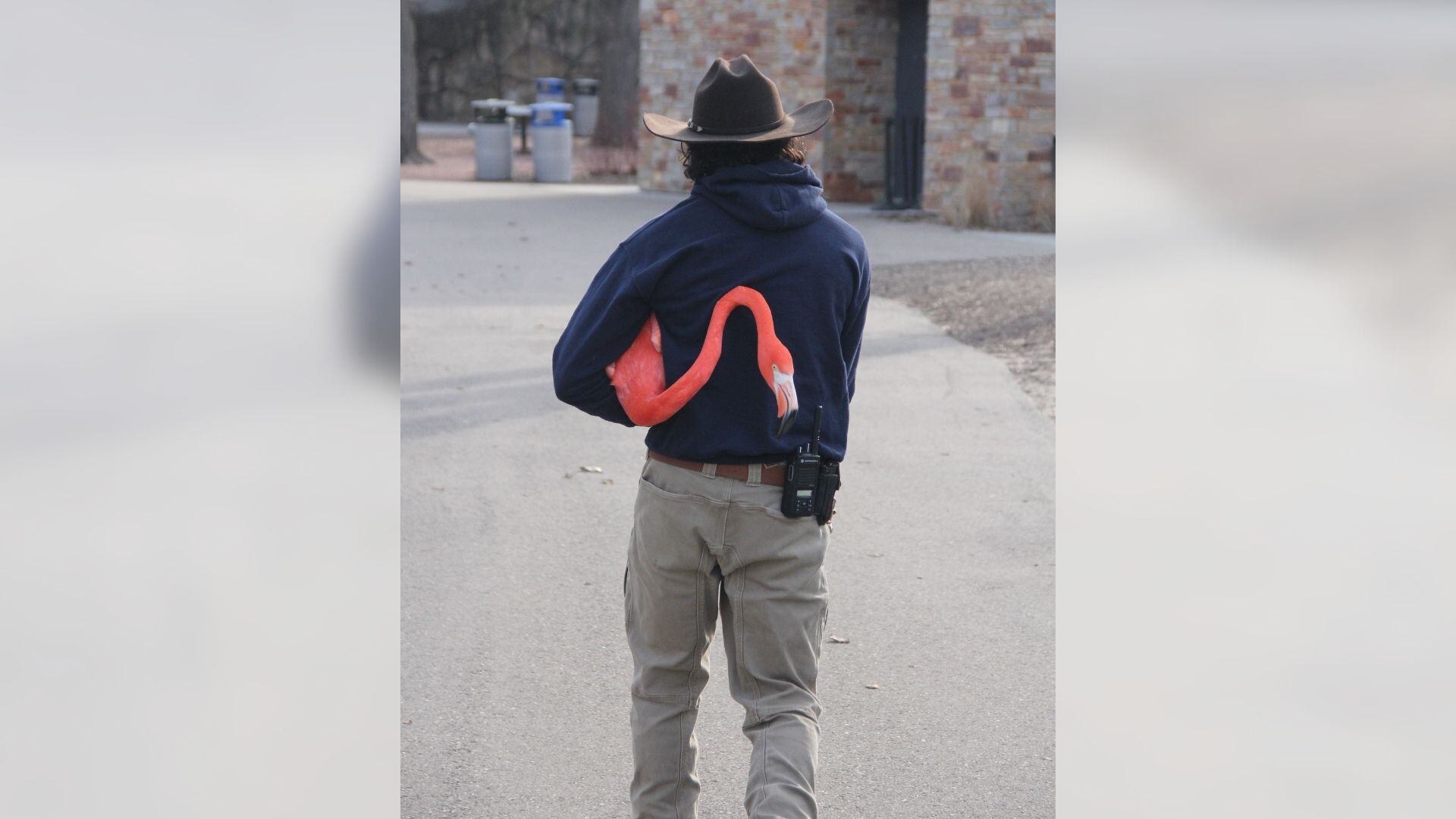 Flamingo building at Henry Vilas Zoo is getting an update!