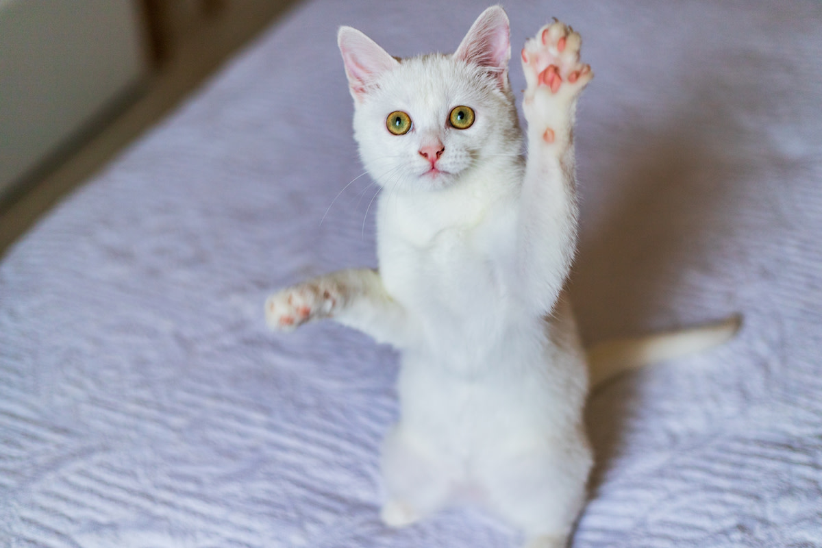 Runt Kitten Looks Like He’s Wearing a Tiny Flight Suit After Incredible ...