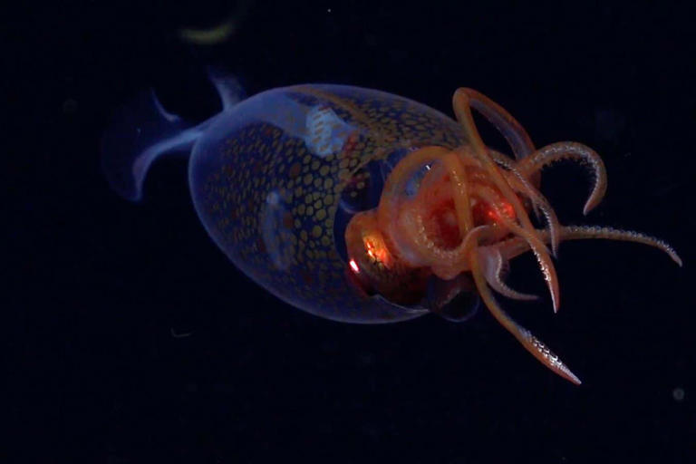 First ever confirmed image of a colossal squid in the deep ocean