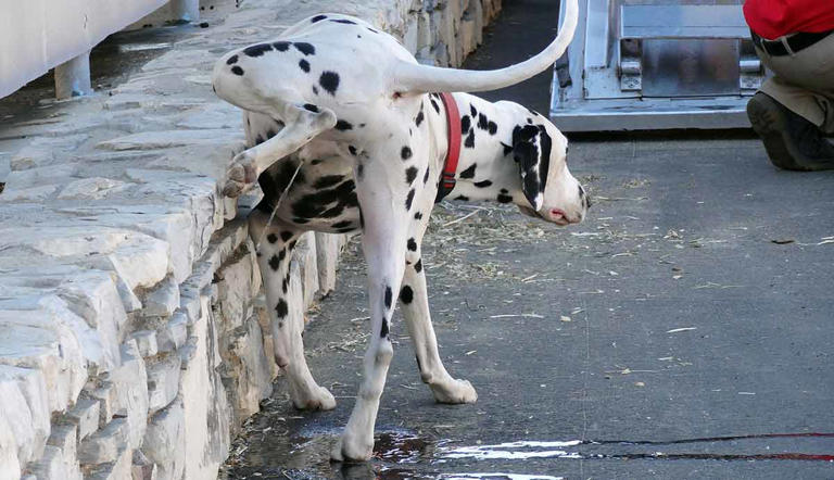 Understanding Scent Marking in Dogs and Cats: What it Means & How to ...