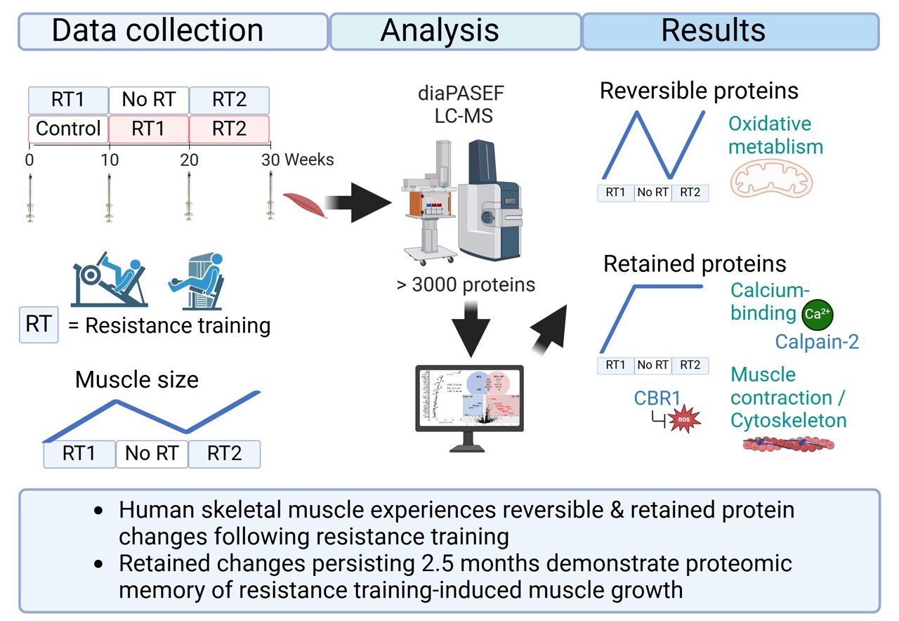 Muscle proteins retain memory of resistance training for more than two ...