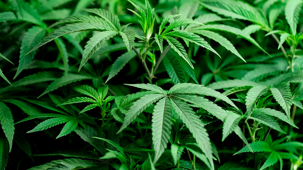 AAA warns about dangers of driving while under influence of marijuana