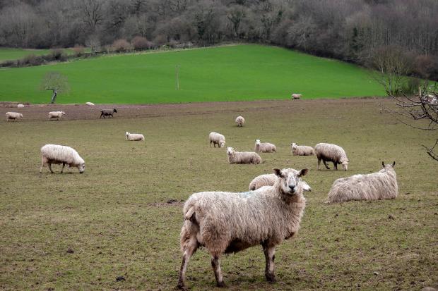 'Shocking' figures reveal sheep farmers dog attacks