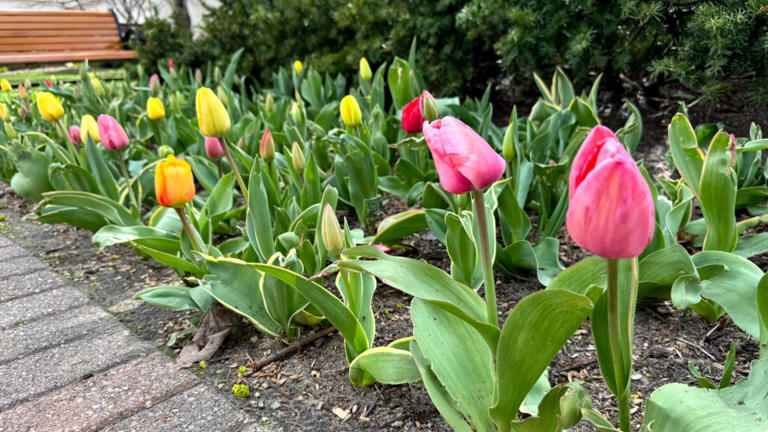 Will Tuesday’s snow and cold impact Tulip Time?