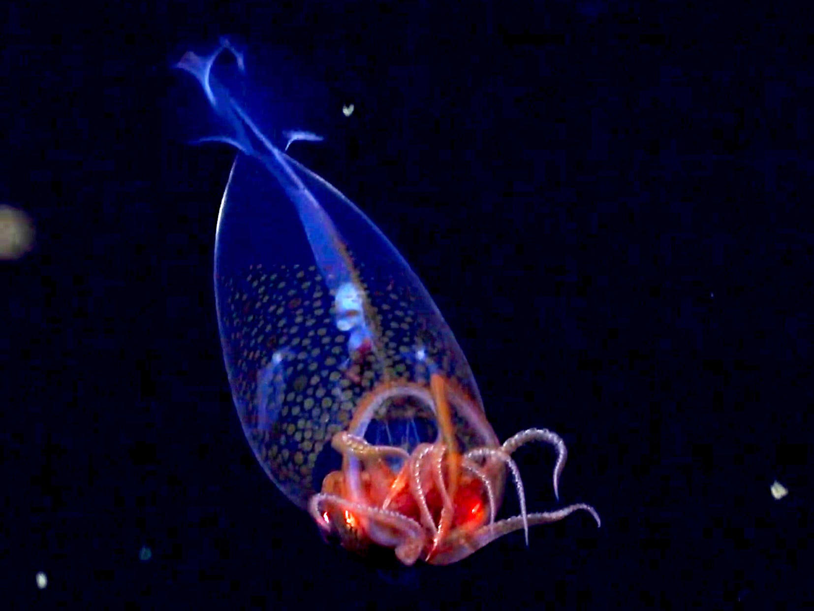 Scientists captured the first-ever footage of a colossal squid in the ... Scientists captured the first-ever footage of a colossal squid in the ...