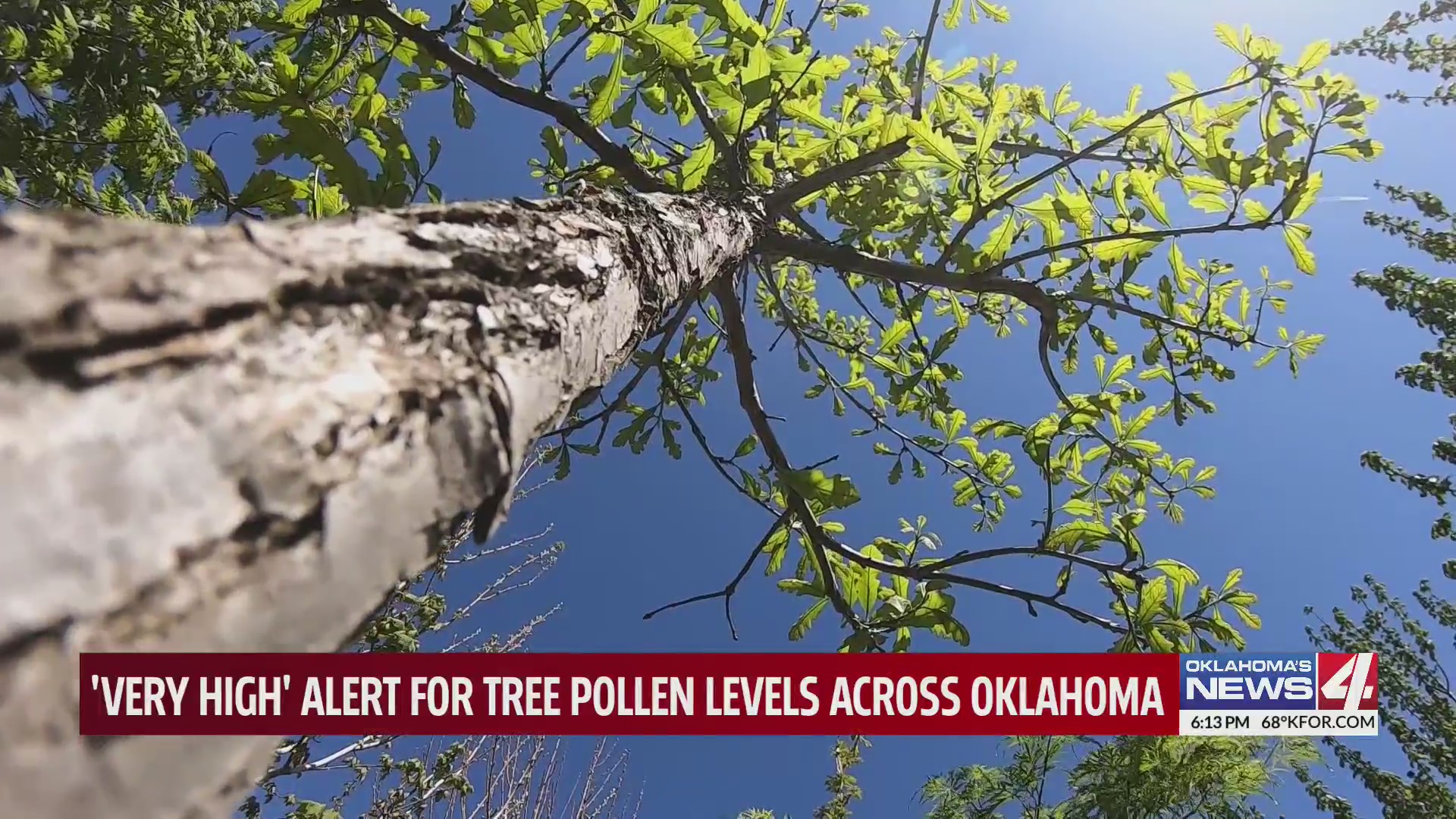 'Very high' alert for tree pollen levels across Oklahoma