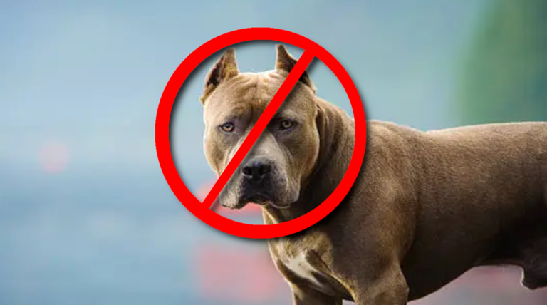 Places with pit bull bans in the Four States