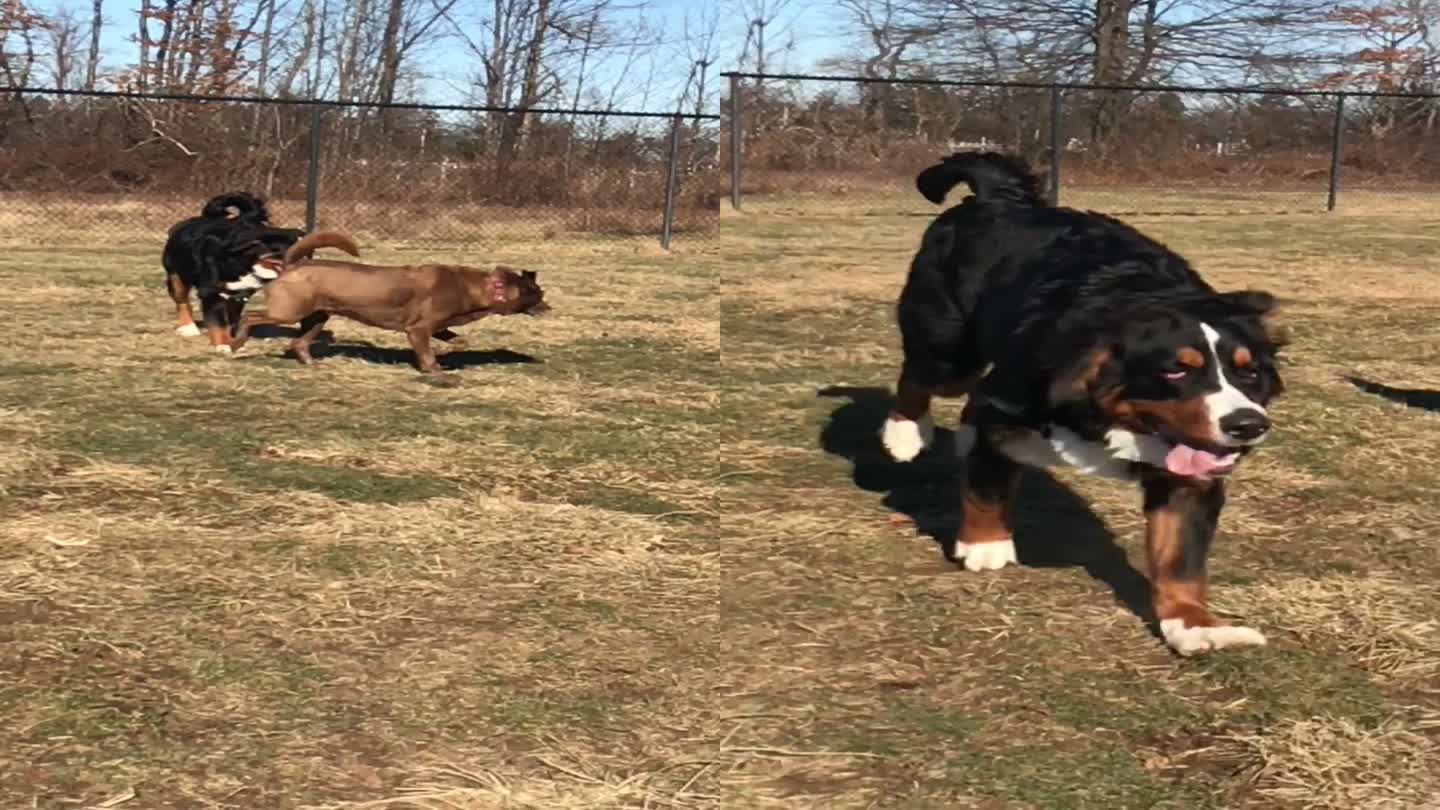 Slow-Mo Zoomies With a Silly Face and Tongue Out