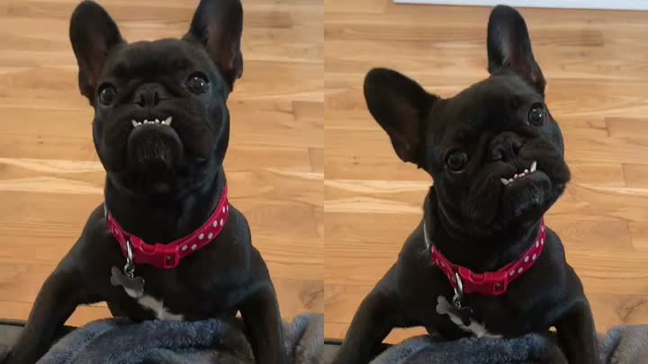 Adorable Pooch with Hilarious Underbite Goes Viral Online