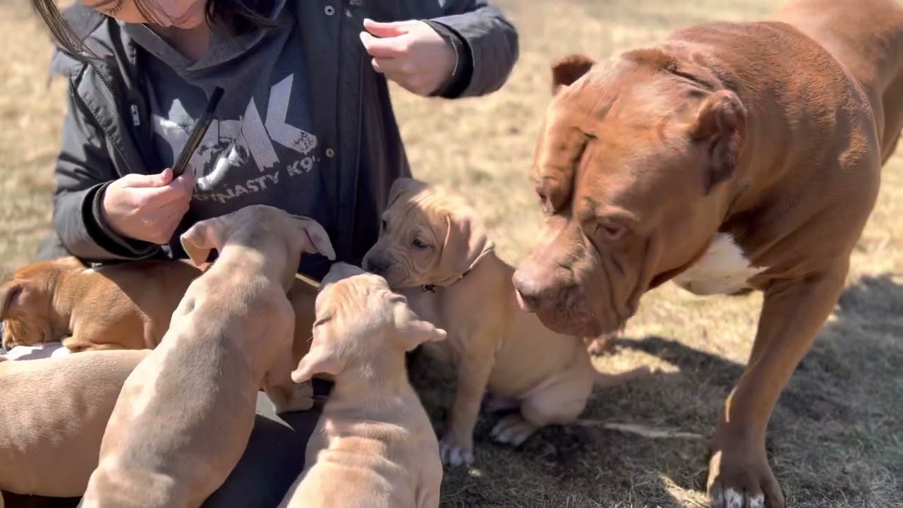Meet Hulk’s Grand Puppies—Incredibly Impressive Pit Bull Legacy