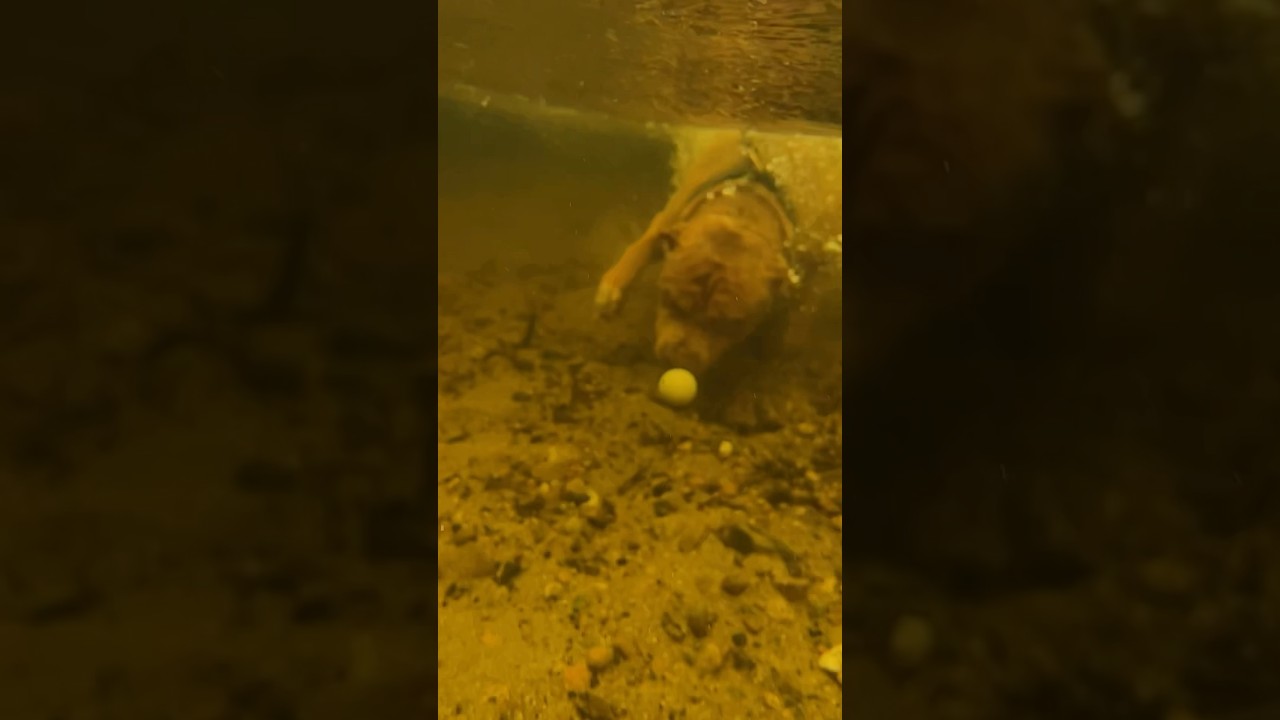 Mesmerizing pit bull chases a ball underwater with speed