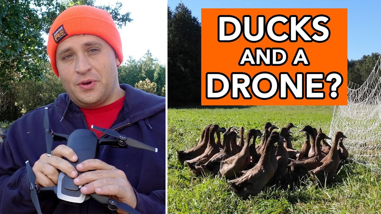 Herding ducks efficiently using a drone on the farm