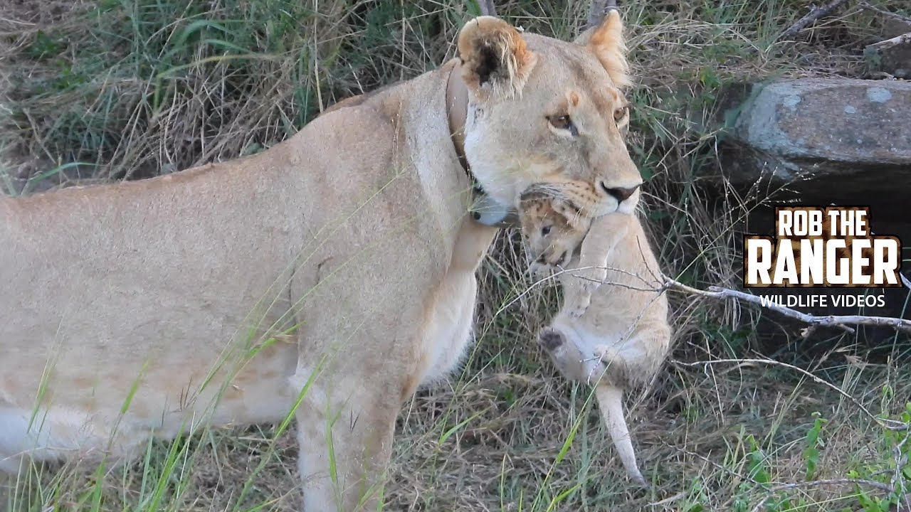 Cutest Lion Cubs Play Under Watchful Eyes