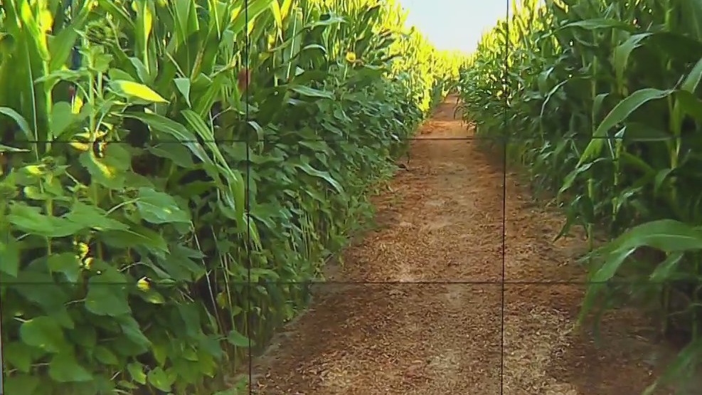 Could corn improve lithium battery performance?