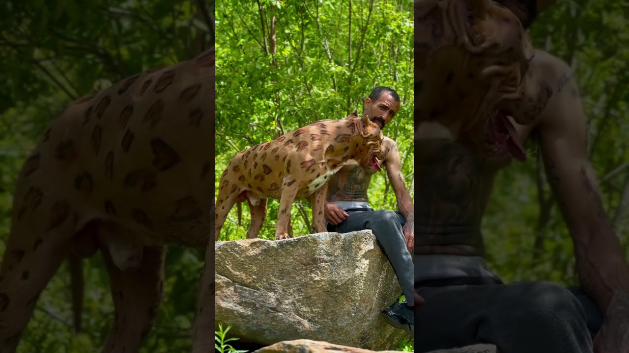 Exploring rare leopard dogs with a fun pit bull twist