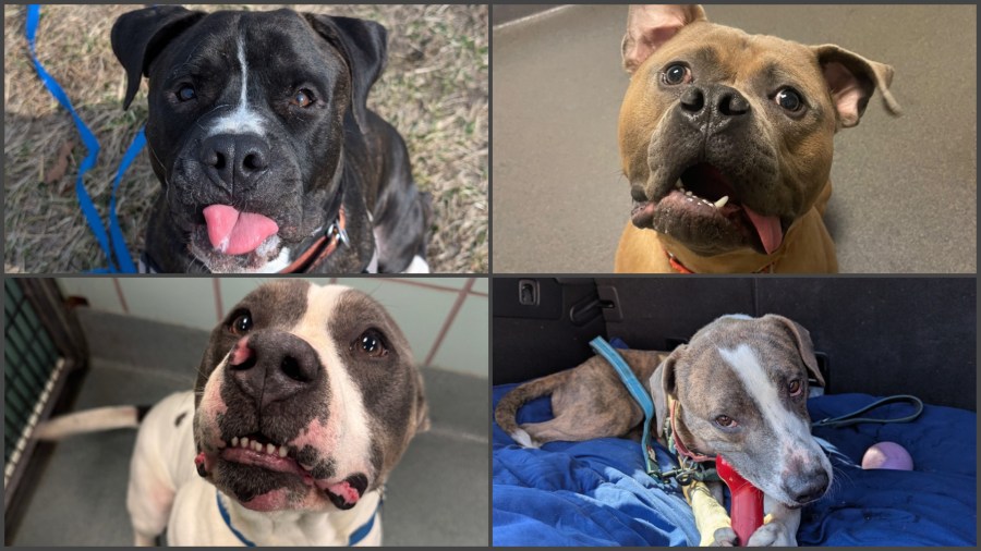 Half-price adoptions for bigger dogs at Richmond SPCA