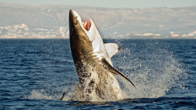 Scientists issue warning after observing alarming shift in great white ...