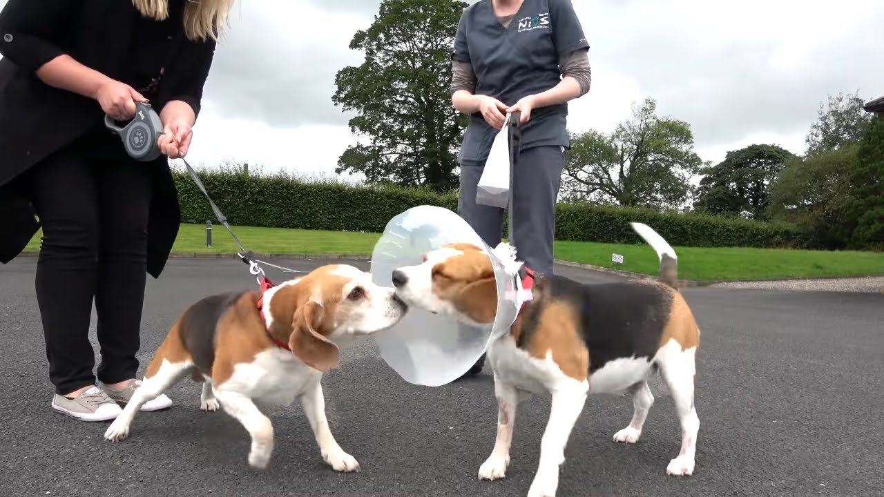Dog and little girl welcome beagle sister home