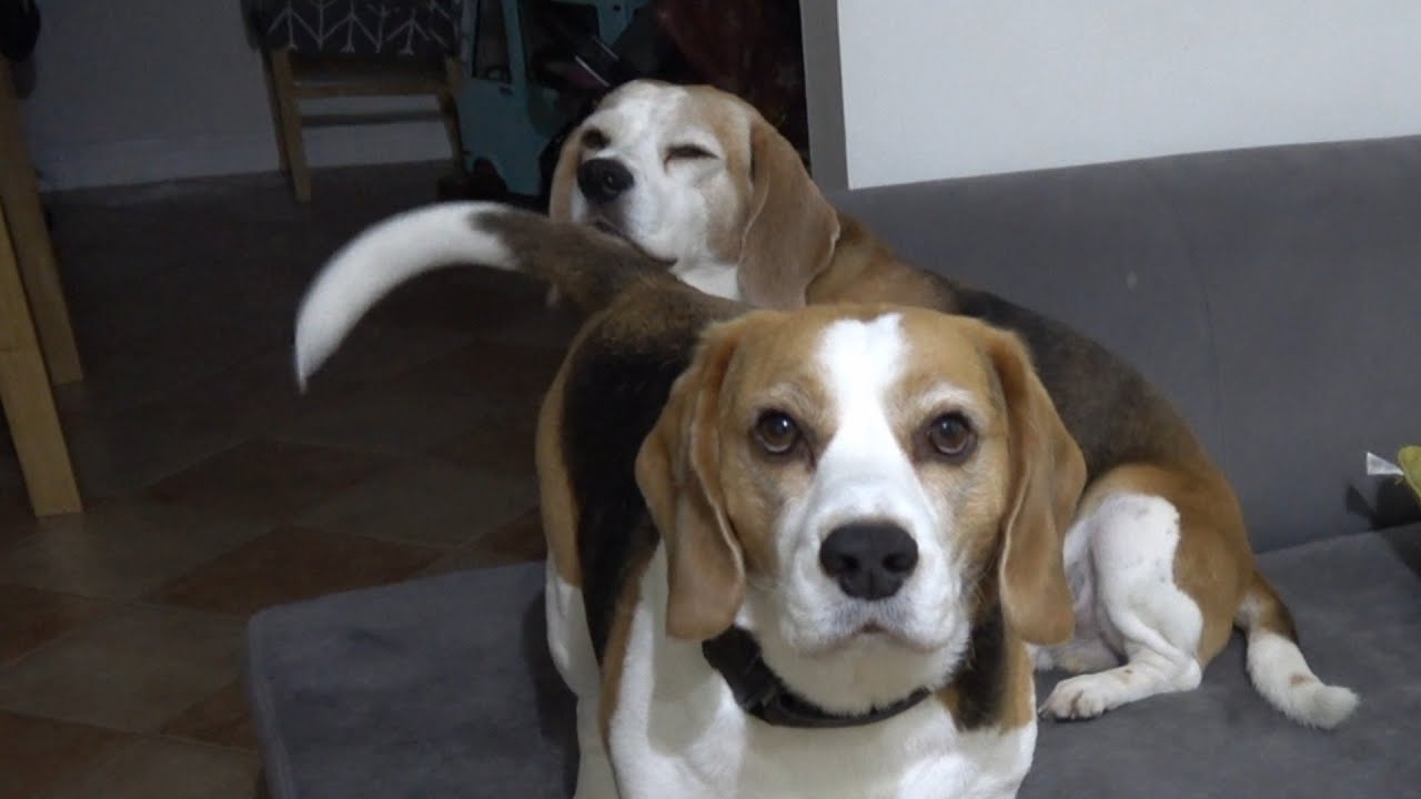 Dad comes home at night to happy dog greetings