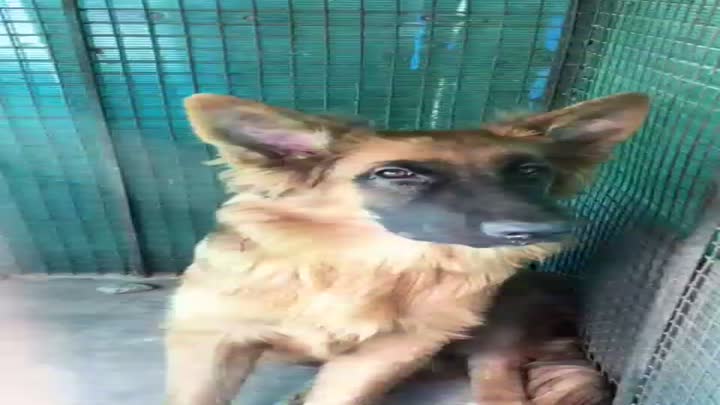 Dog’s Head Tilt Is Too Cute to Handle