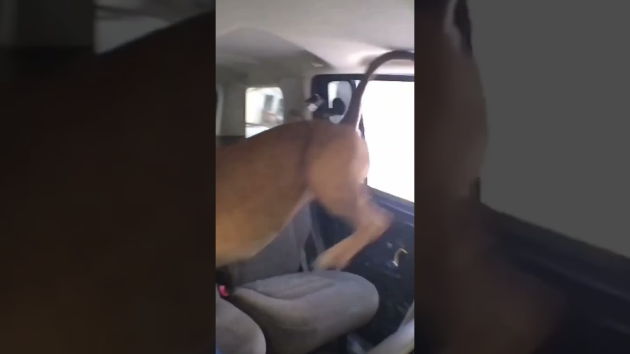 Guardians in training show off incredible K9 athleticism