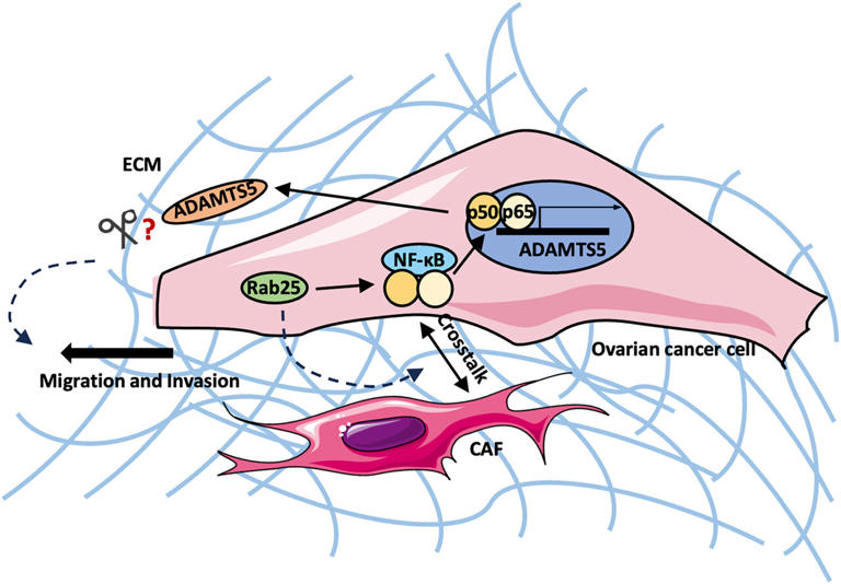 Scientists identify key protein driving ovarian cancer spread