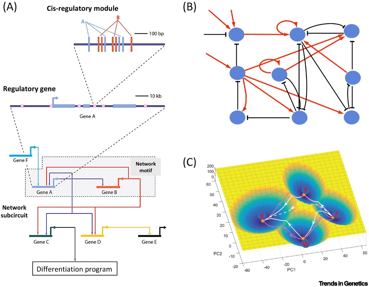 Unlocking nature's code: Researchers draw parallels between AI models ...