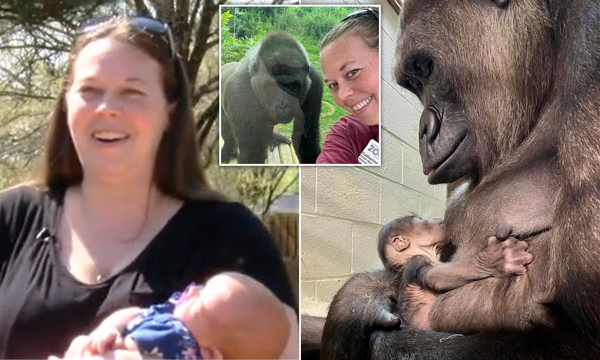 Moment zookeeper introduces her newborn to gorilla friend's infant