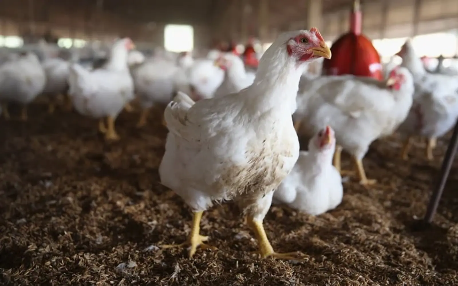 Thai poultry industry poised for growth on Brazil bird flu