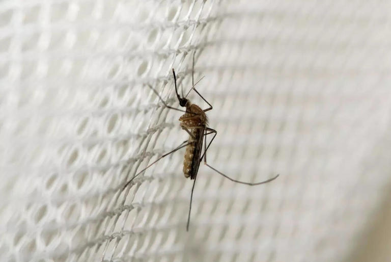 Genetically modified mosquitoes released in the US: How they can prevent disease outbreaks