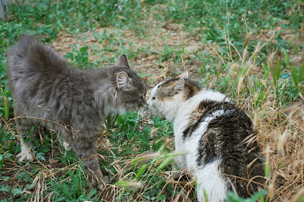 Video of Cats Having Legit 'Conversation' Goes Viral and People Want a ...
