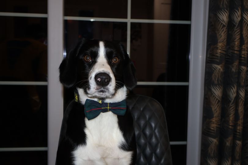 NI couple travel 1,000 miles to save their rescue dog Chester from ...