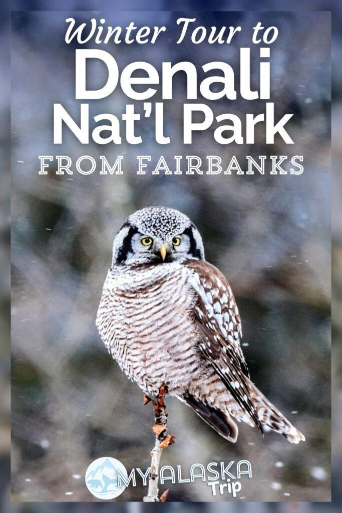 Winter Tour to Denali National Park from Fairbanks with Northern Alaska ...