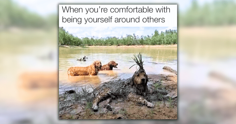 22 Doggo Memes That Feel so Comfortable to Woof and Laugh Around You