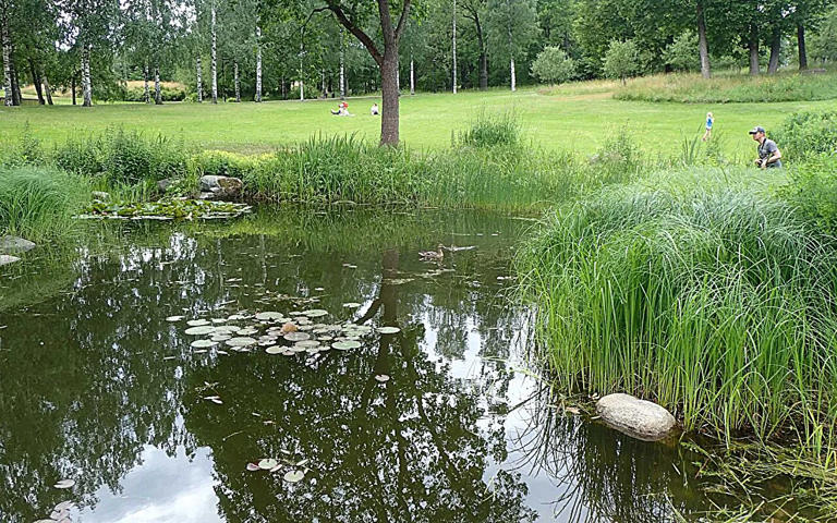 Caring for diving beetles boosts urban biodiversity