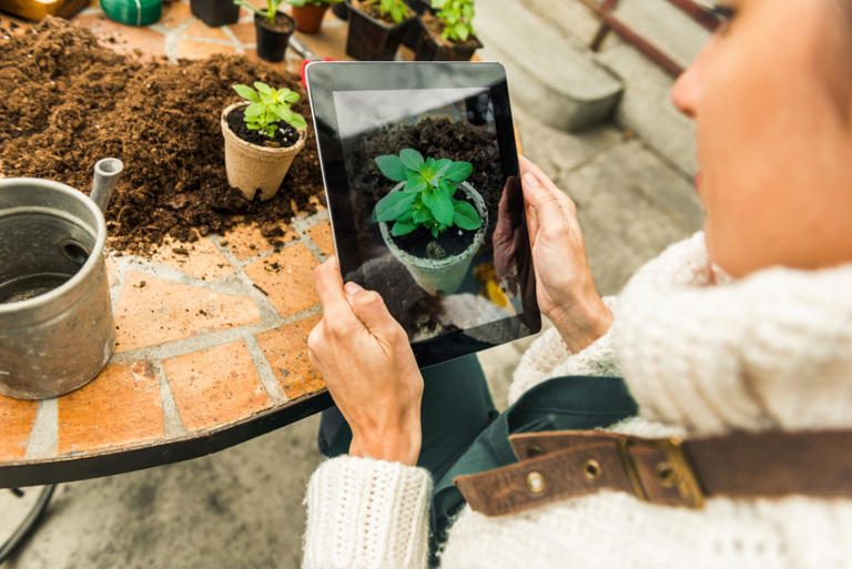The Invincible Yard: 25 Ideas for Lazy Landscaping