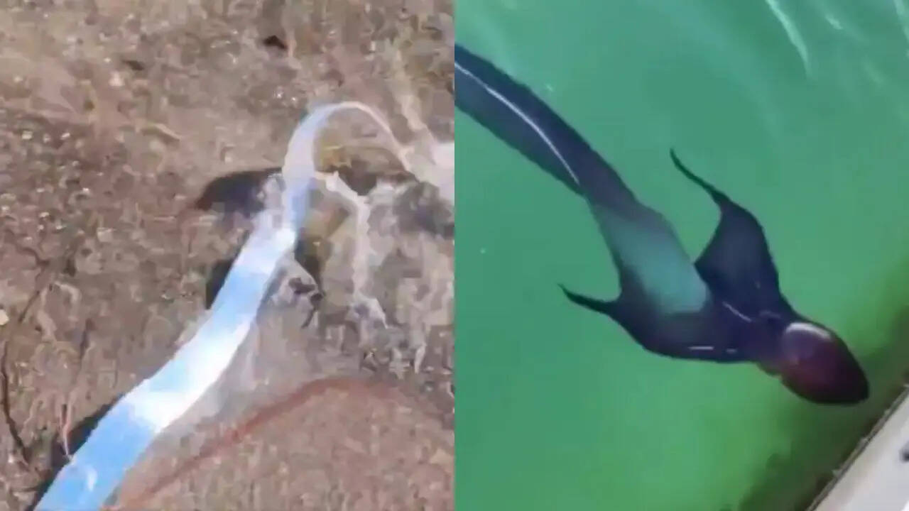 Is 'Doomsday Fish' A Warning Sign For Japan’s Predicted 'Mega earthquake'?