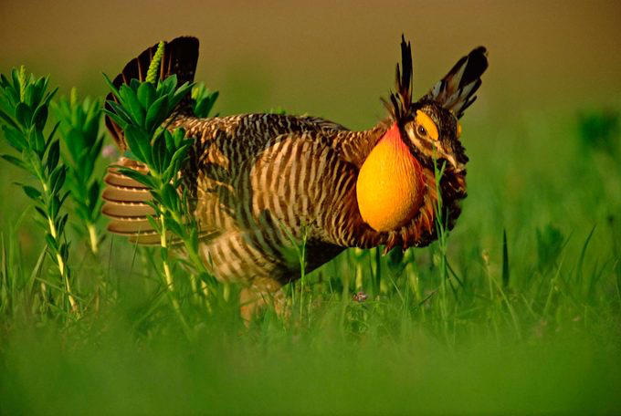 Prairie Birds: The Stunning Species of the Grasslands