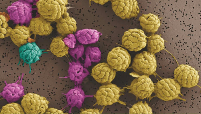 Unique bacteria that survive by employing multicellular behavior offer ...