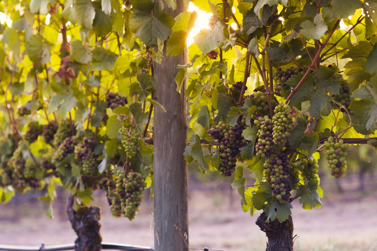 Grapevine viruses in Michigan vineyards identified to promote ...