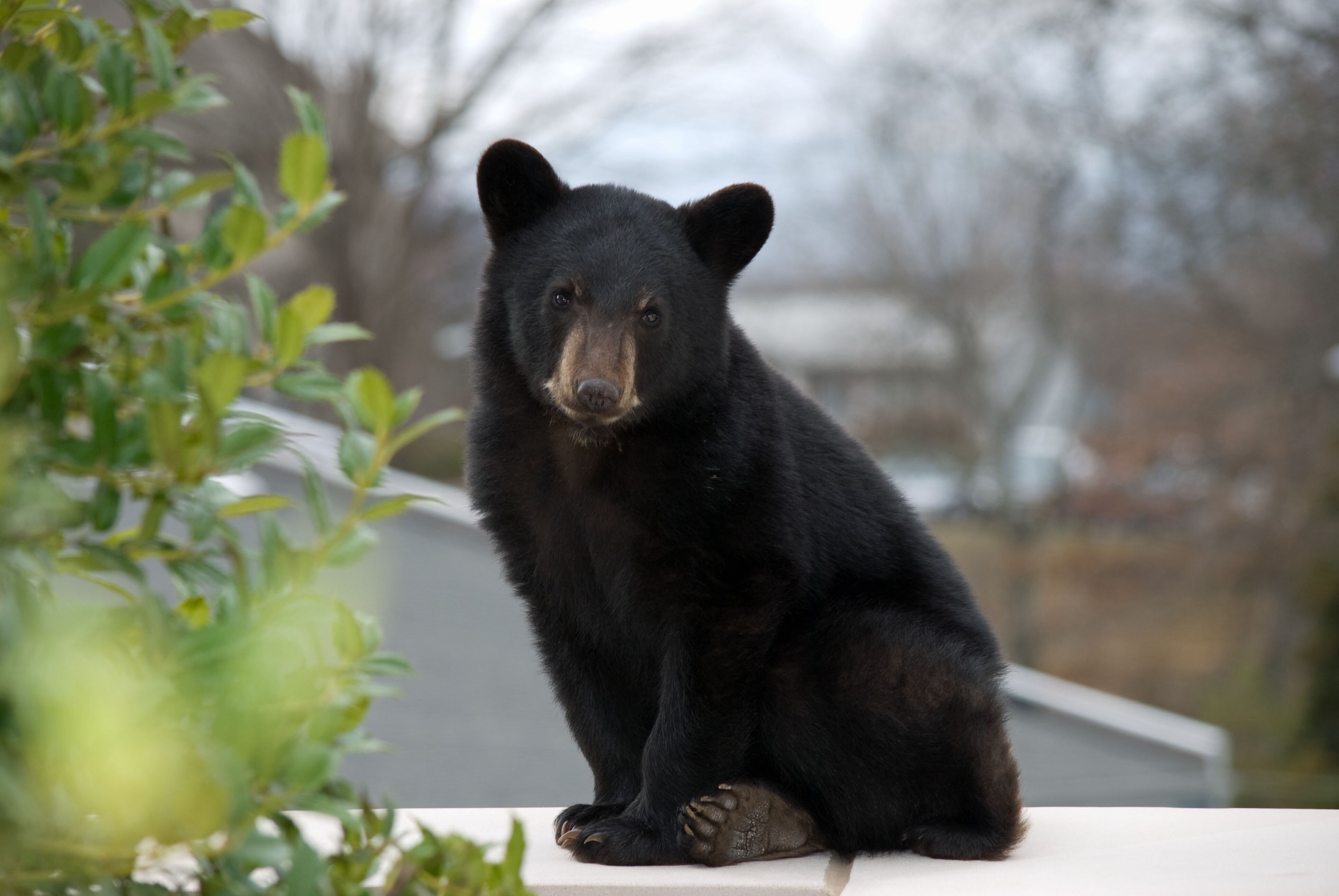 Bear sightings on the rise in Connecticut, DEEP report says