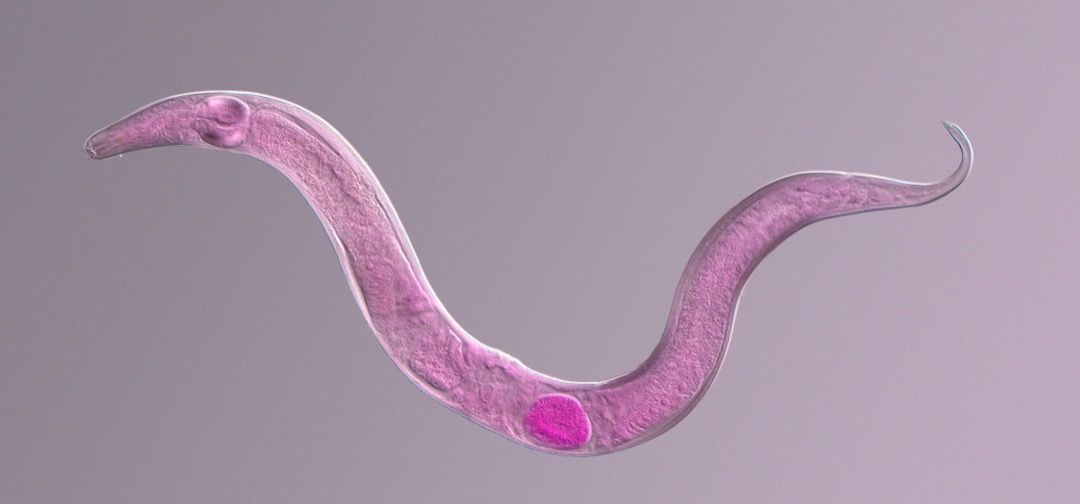 Scientists are close to simulating a worm brain
