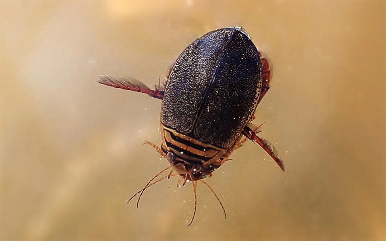 Caring for diving beetles boosts urban biodiversity