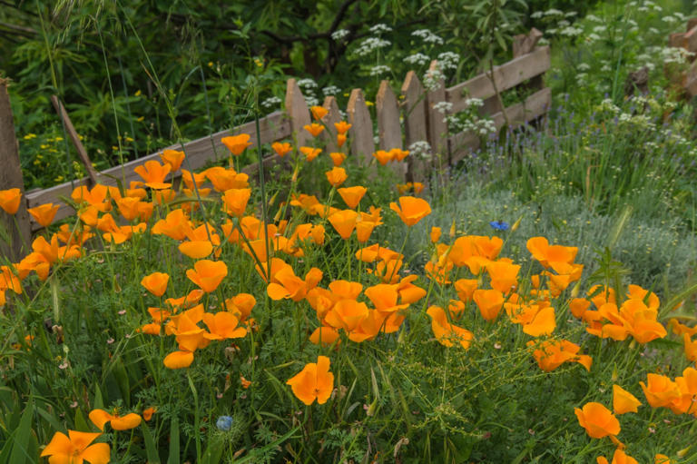 The Invincible Yard: 25 Ideas for Lazy Landscaping