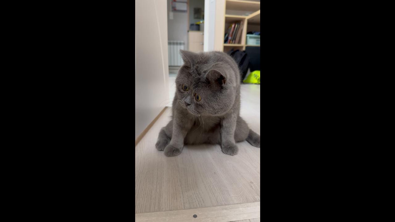 Cat Sees Something Strange