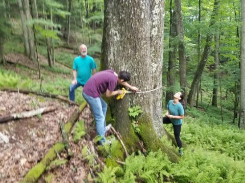 Clearcutting project dropped in Tucker County, 200-year-old trees won’t ...