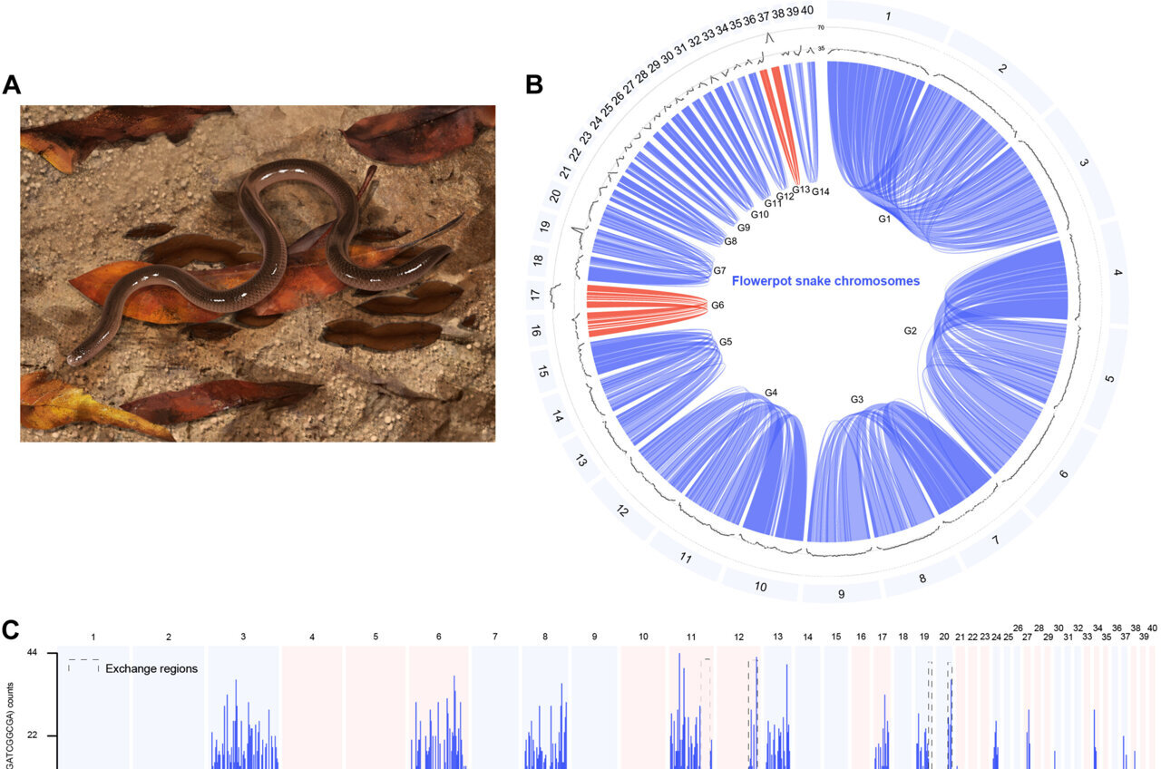 Flowerpot snake's DNA repair ability provides insights into human ...