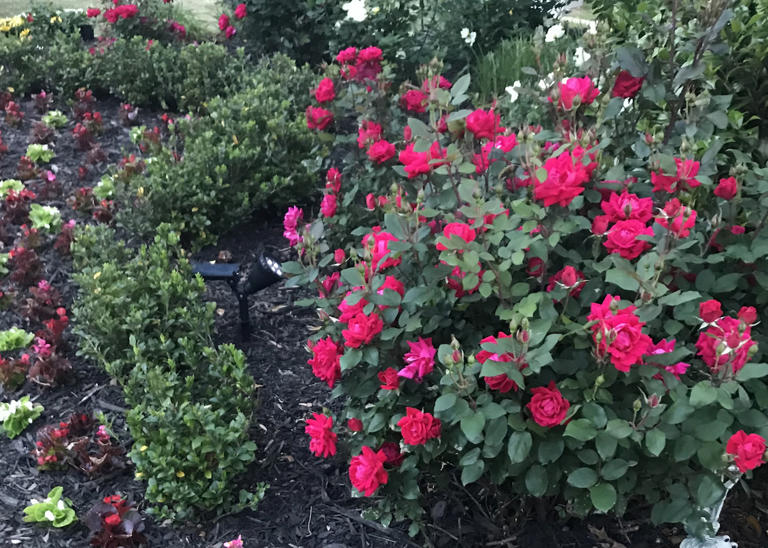 The Invincible Yard: 25 Ideas for Lazy Landscaping