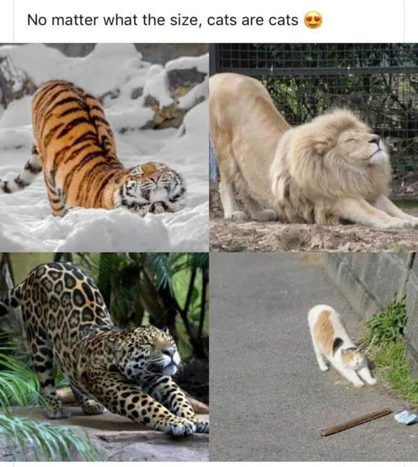 40 Pictures Of Animals Being Unintentionally Funnier Than Most People